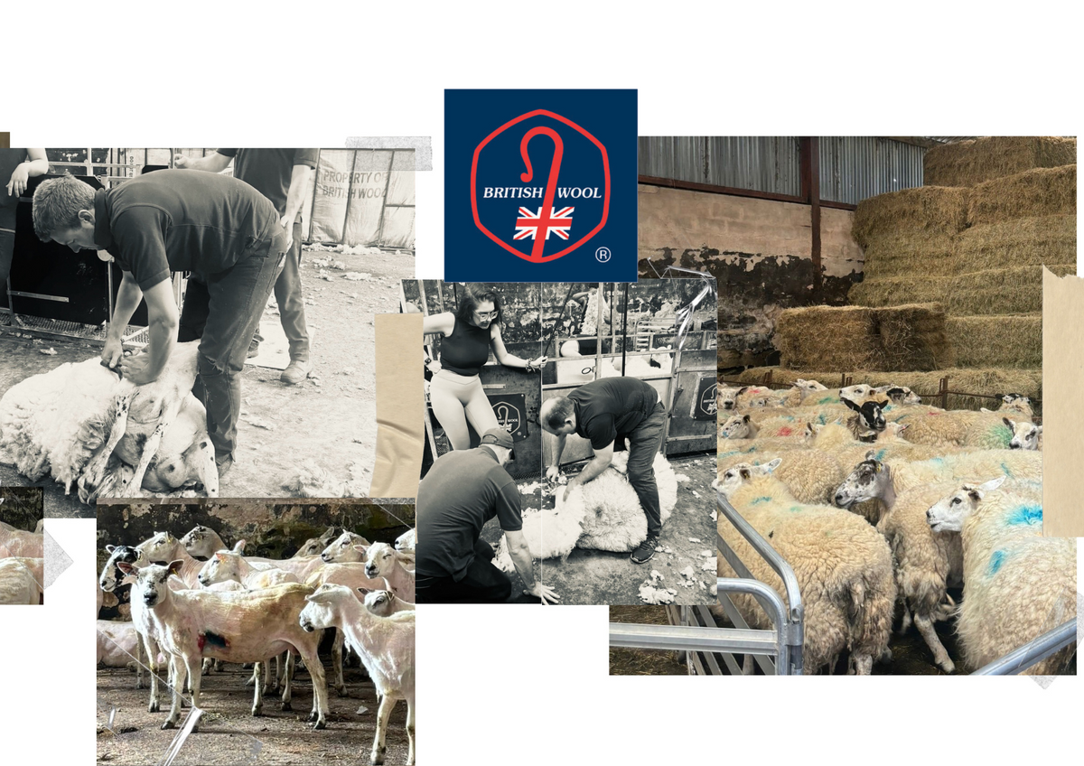 SHEEP SHEARING WITH BRITISH WOOL – By Laxtons